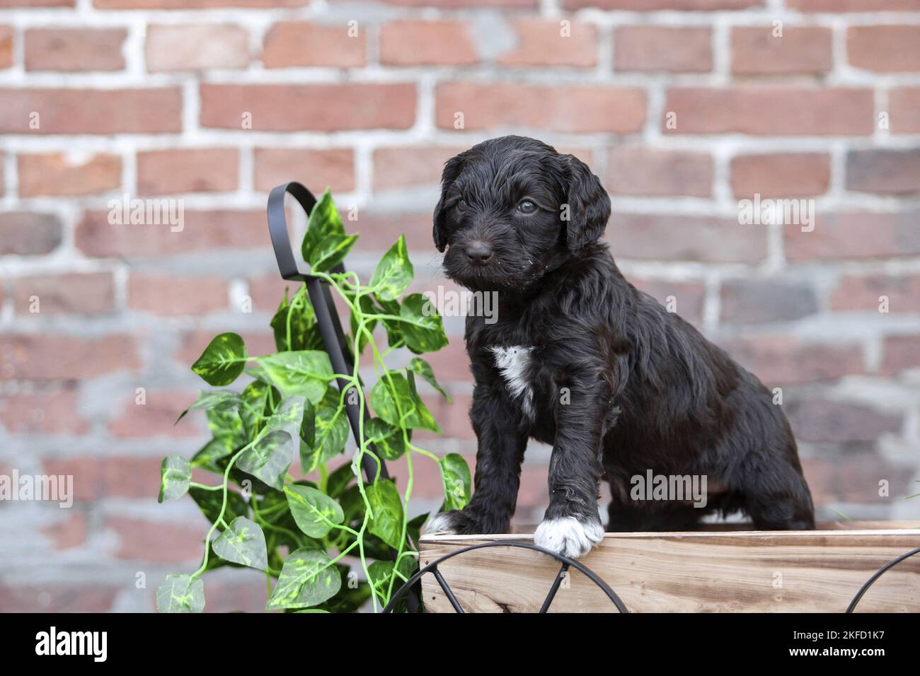 Two labradoodles hi-res stock photography and images - Alamy