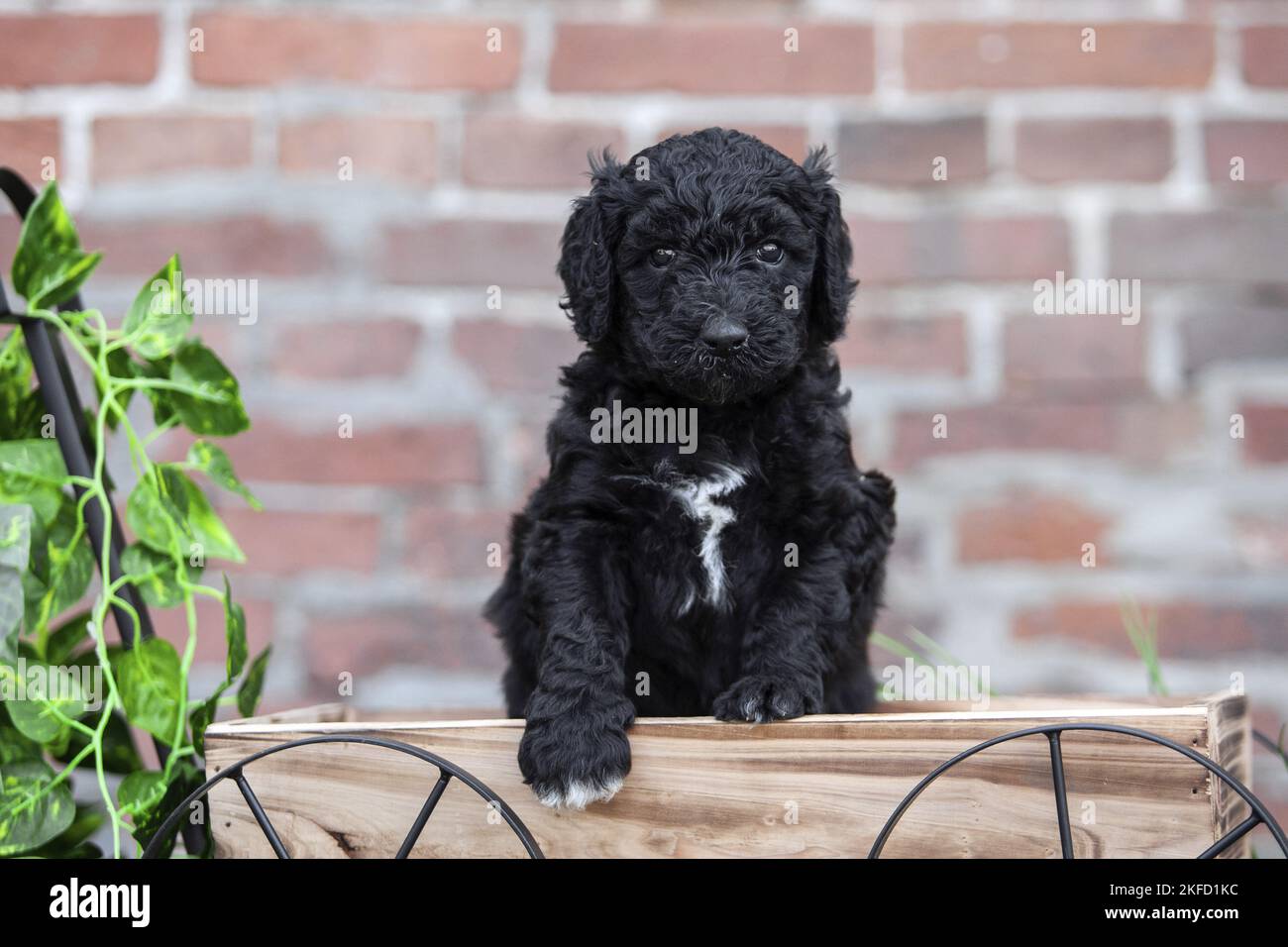 Two labradoodles hi-res stock photography and images - Alamy