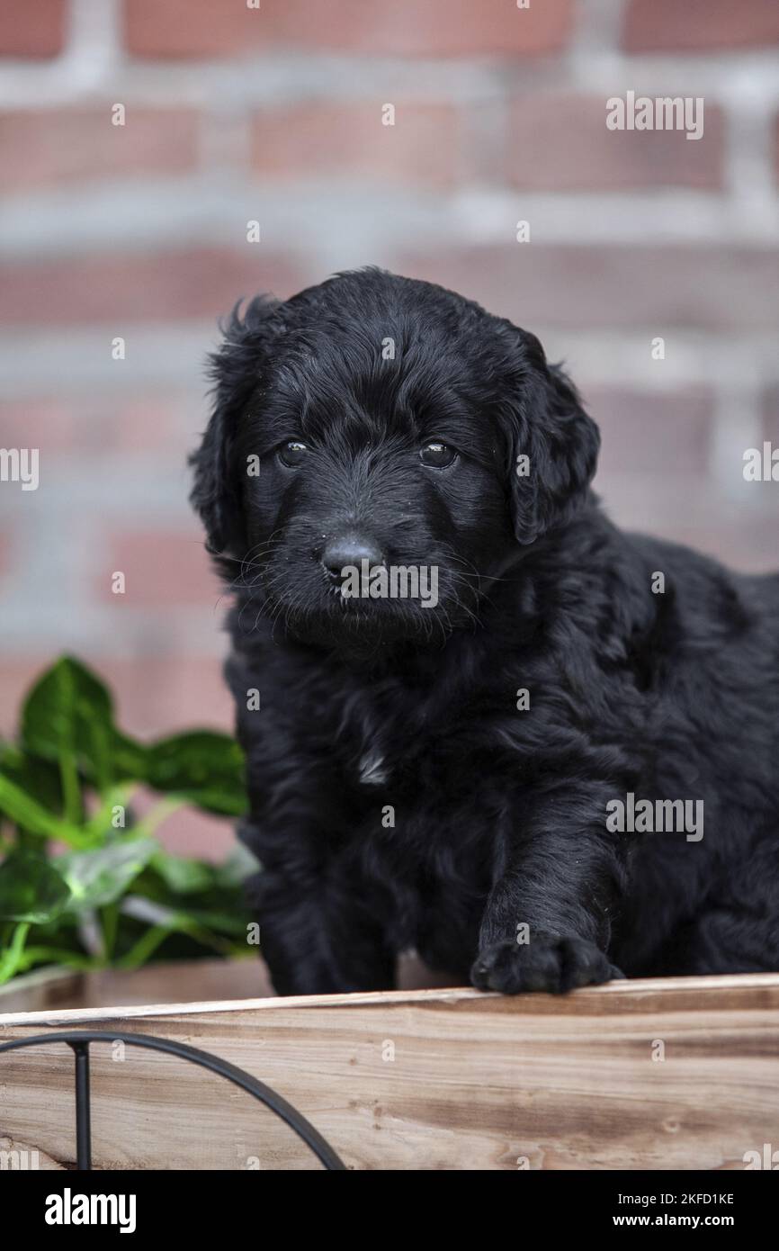 Black labradoodle puppy hi-res stock photography and images - Alamy
