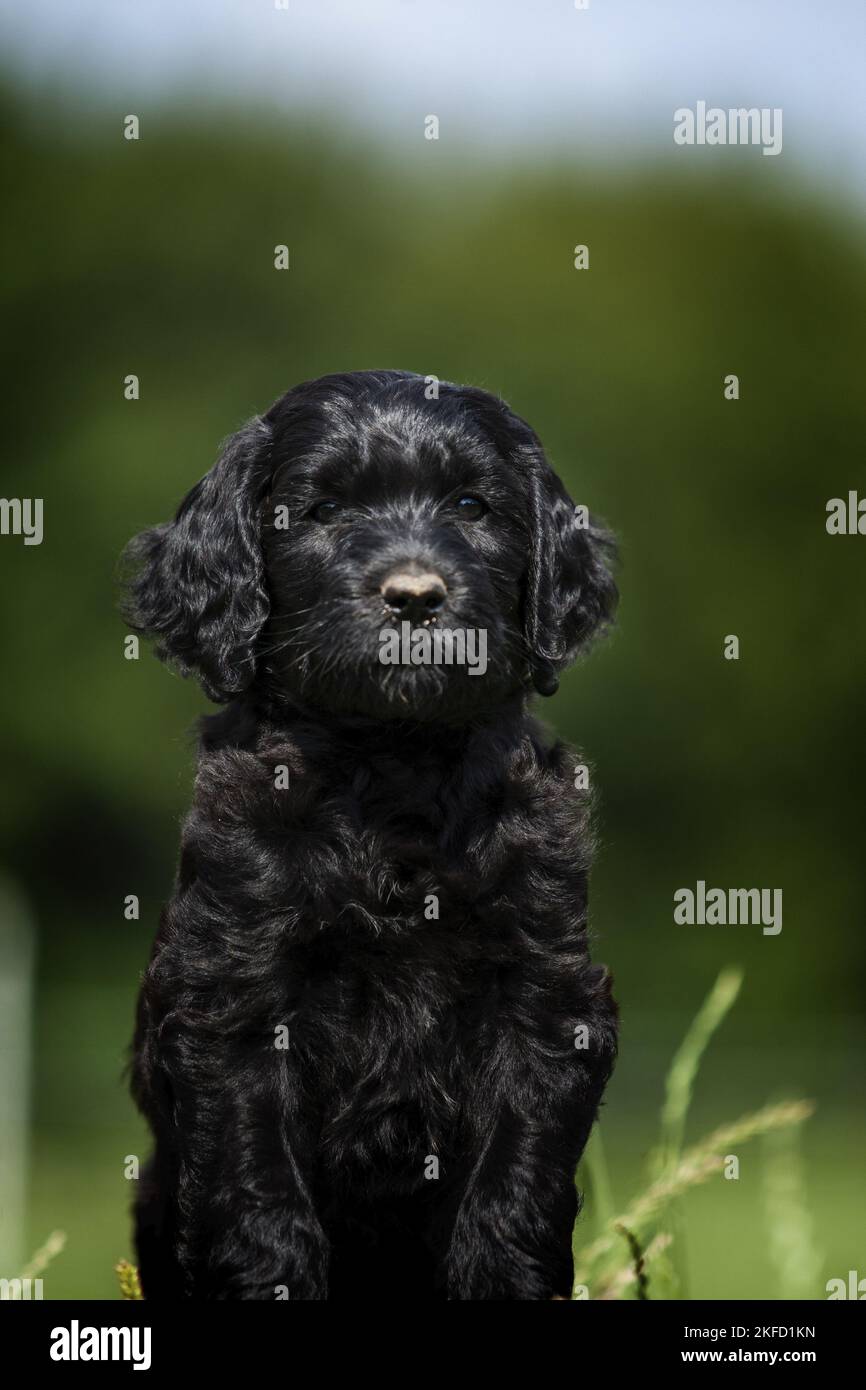 Labradoodle puppy portrait Stock Photo - Alamy