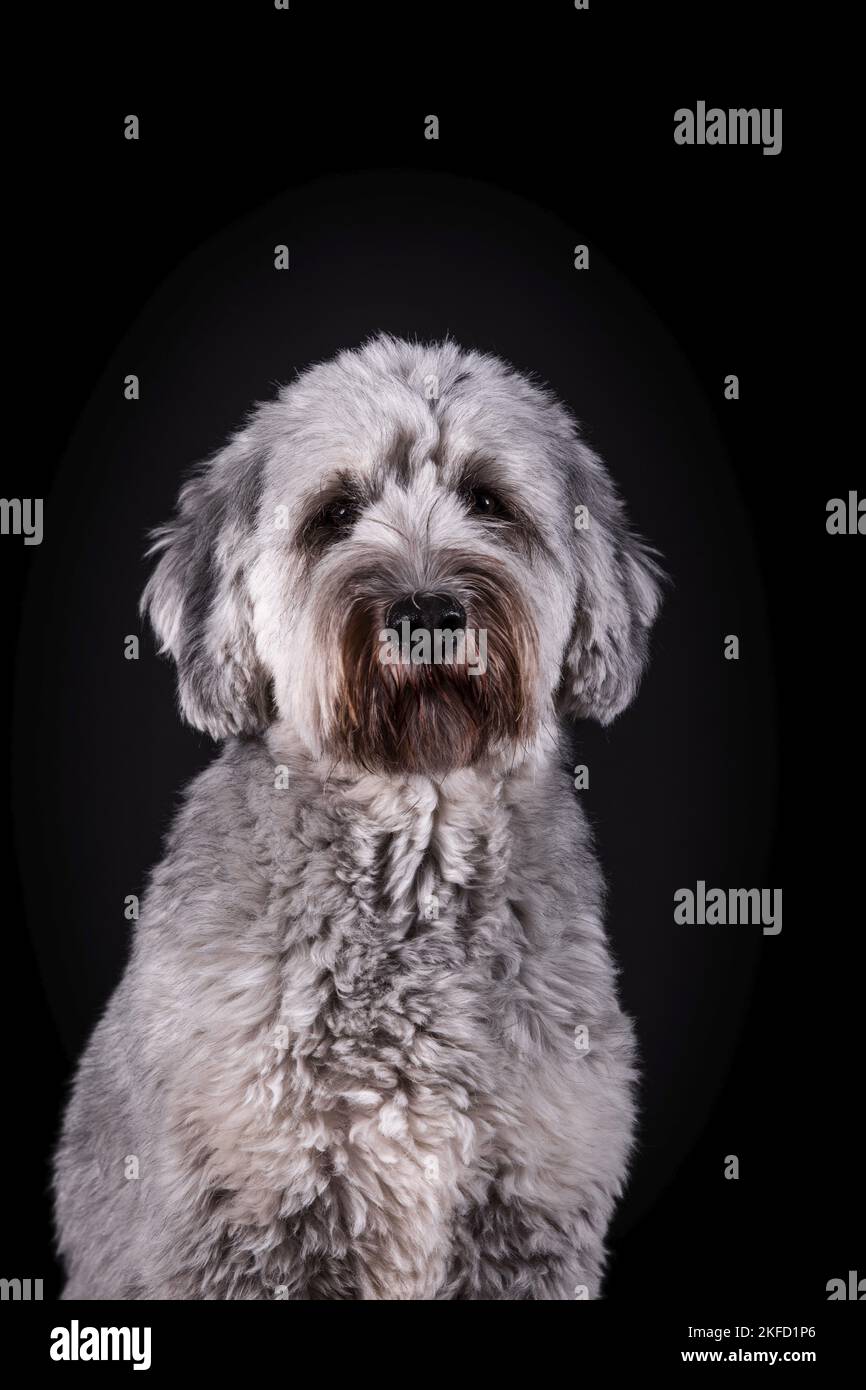 grey Labradoodle in front of black background Stock Photo - Alamy