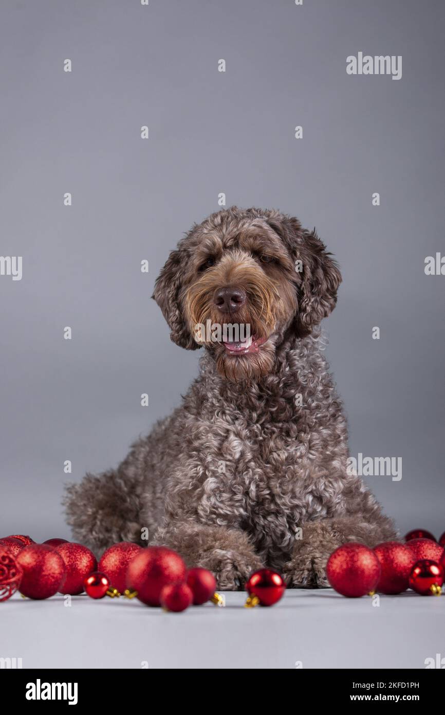 male brown Labradoodle Stock Photo - Alamy