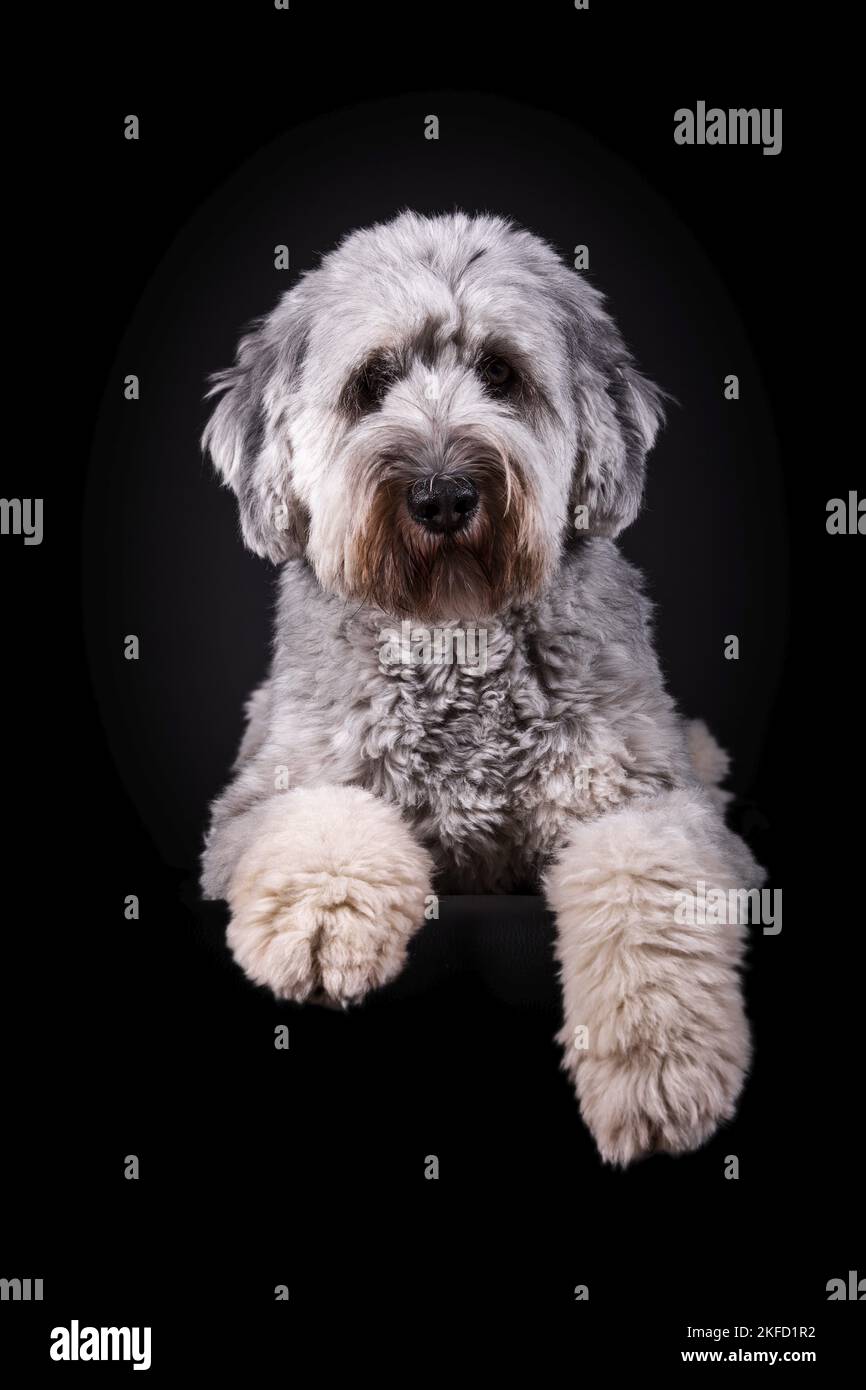 grey Labradoodle in front of black background Stock Photo - Alamy