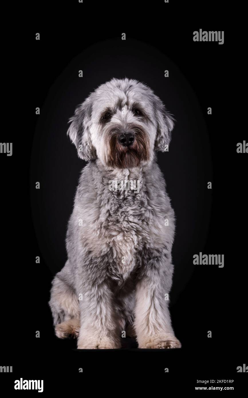 grey Labradoodle in front of black background Stock Photo - Alamy