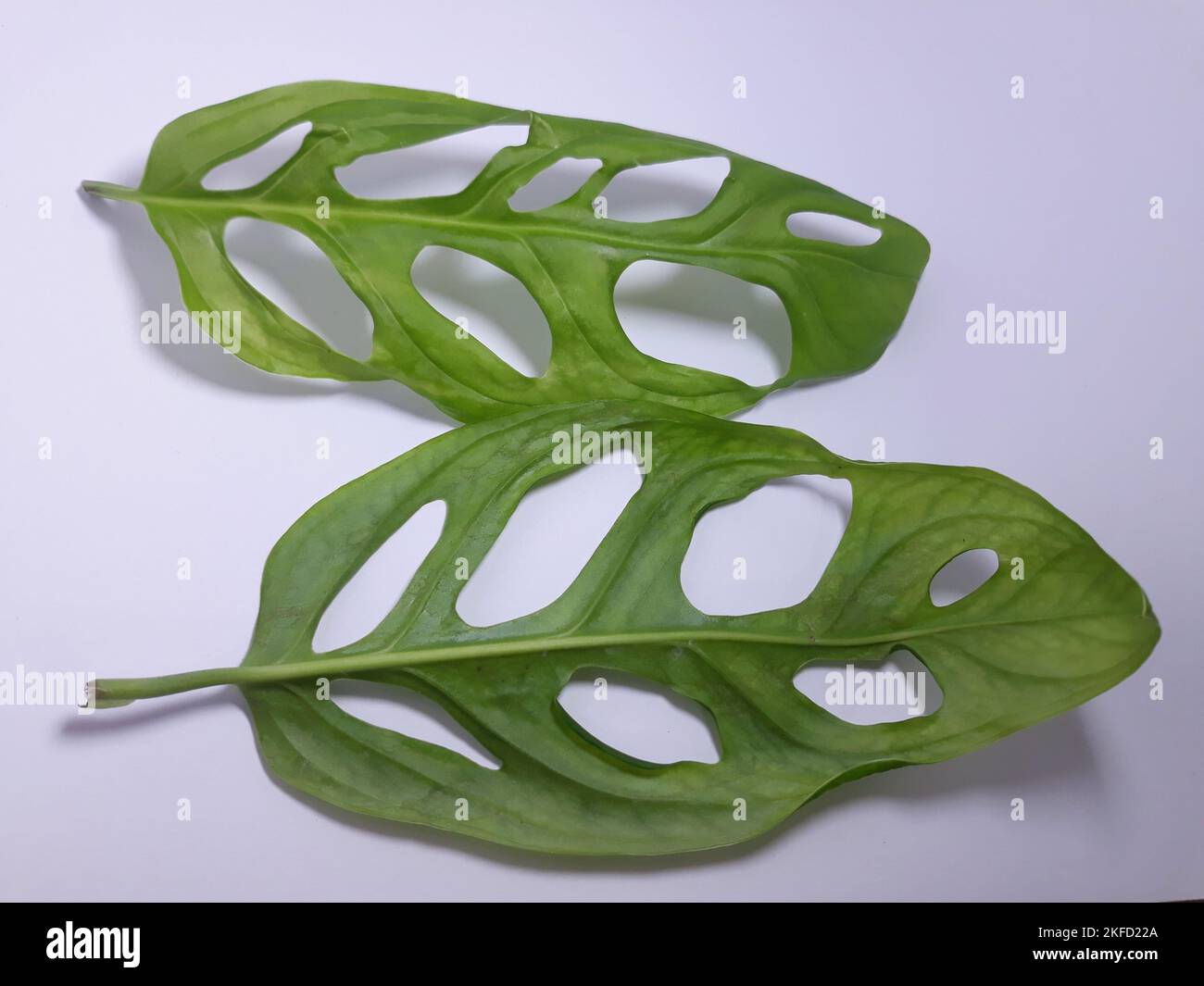 Close up isolated on white janda bolong or Monstera adansonii leaf ...
