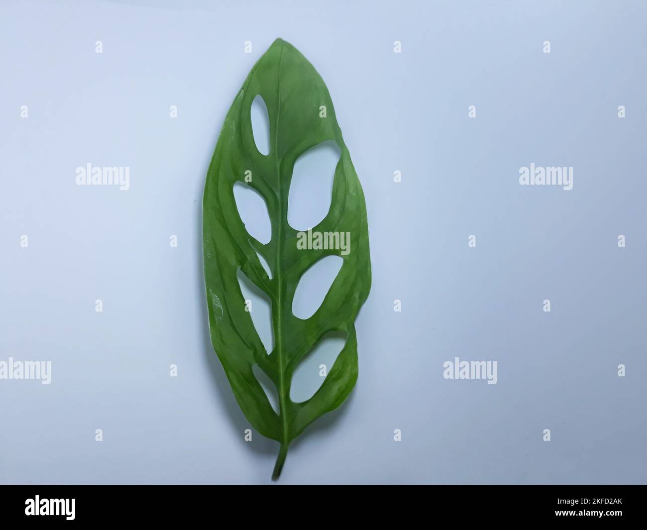 Close up isolated on white janda bolong or Monstera adansonii leaf ...