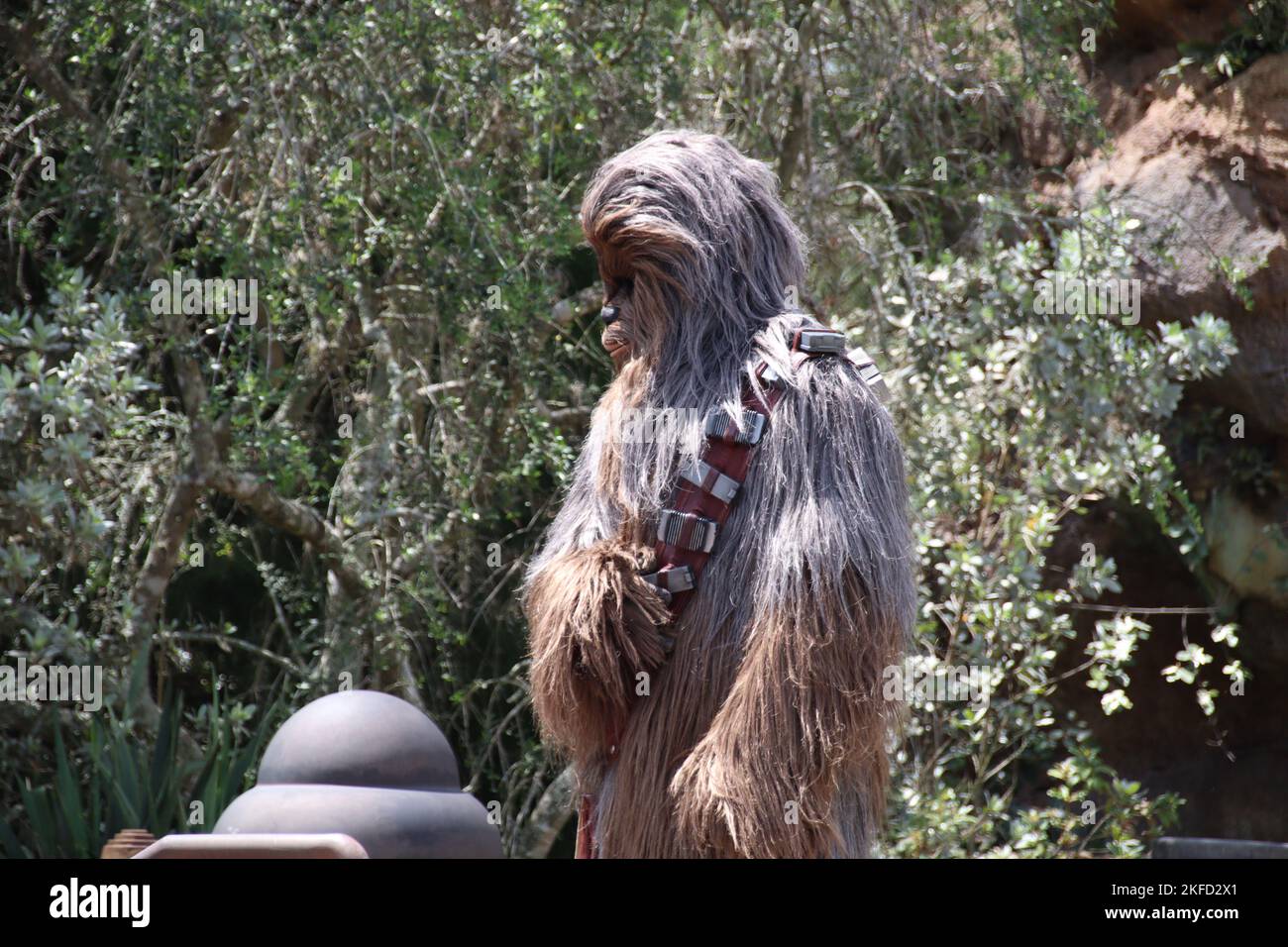 A side shot of Chewbacca for Galaxy's edge in Disney's Hollywood ...