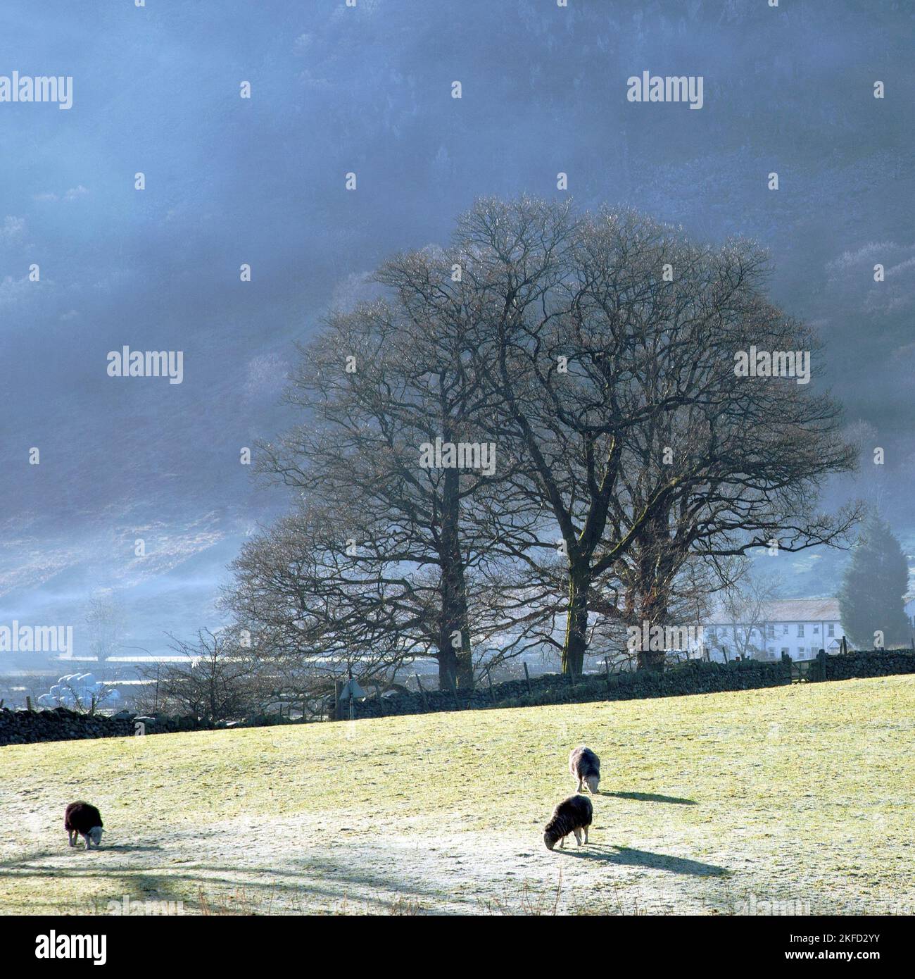 Fertile rolling pastures of Borrowdale valley in the Lake District ...