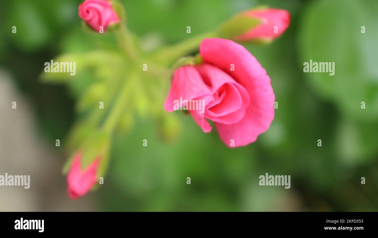 A selective focus shot of pink roses Stock Photo - Alamy