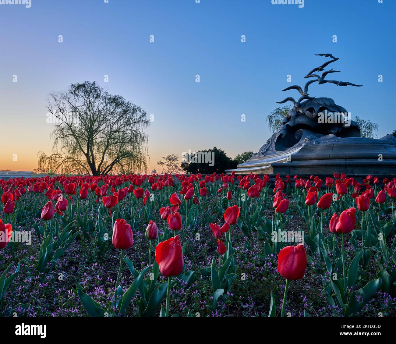The blooming spring red tulip season in a garden with Navy Merchant ...