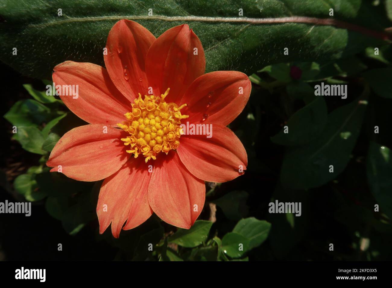 The macro view of a pink dahlia flower blooming under the sunlight ...