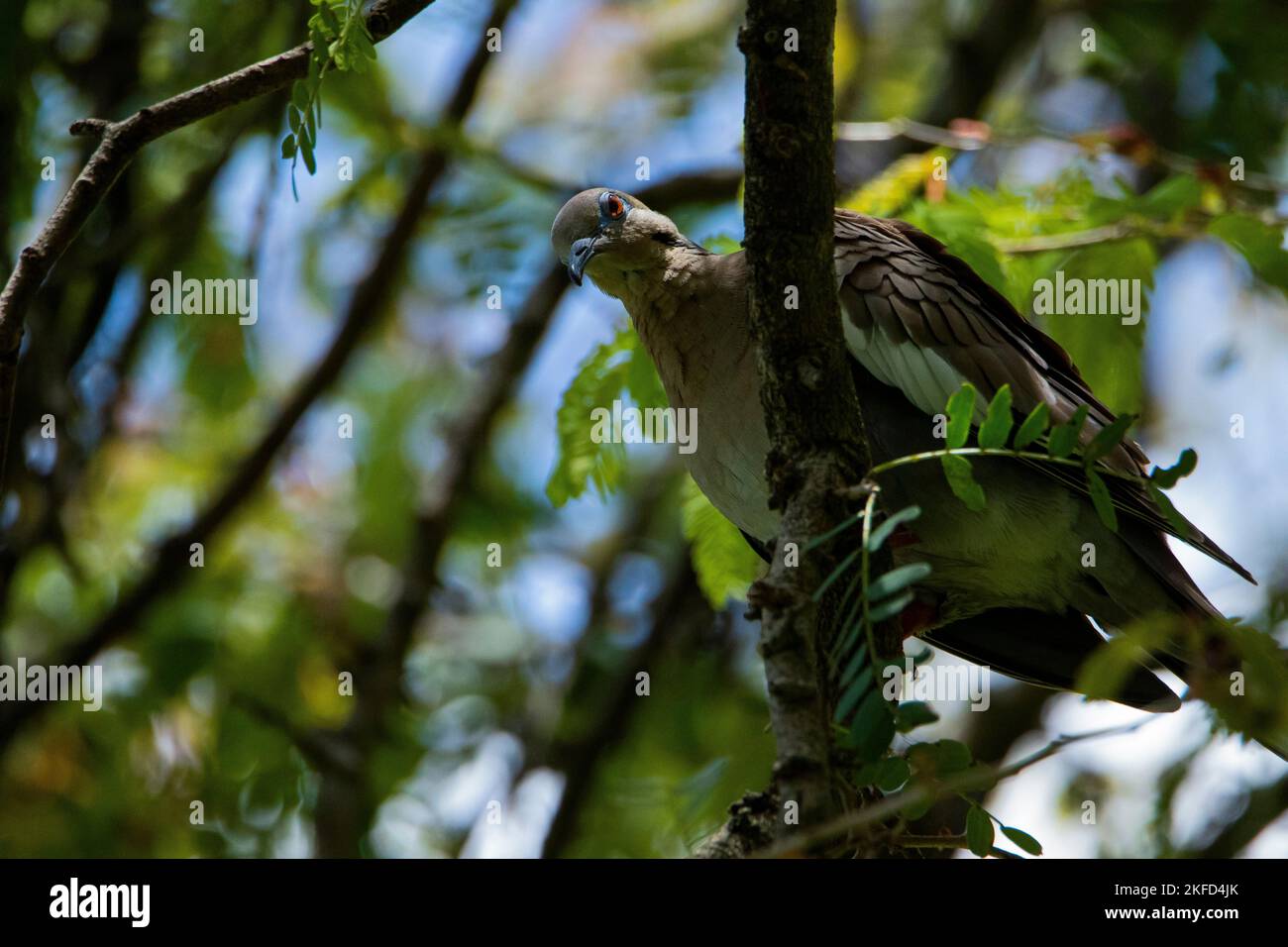 A selective focus of a common wood pigeon under view with tree blurred ...