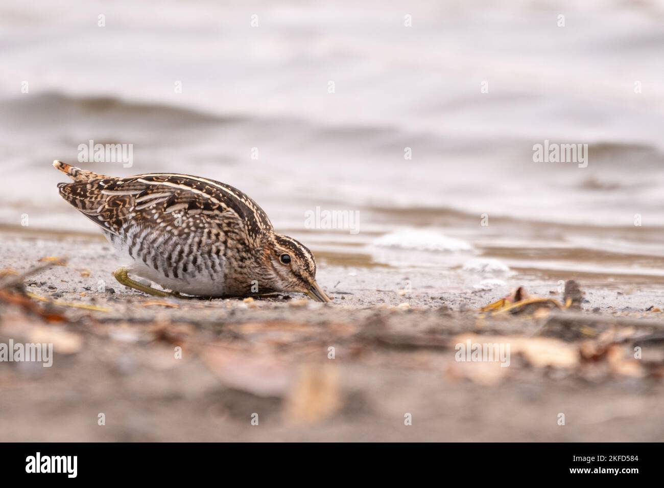 Closeup adorable common snipe hi-res stock photography and images - Alamy