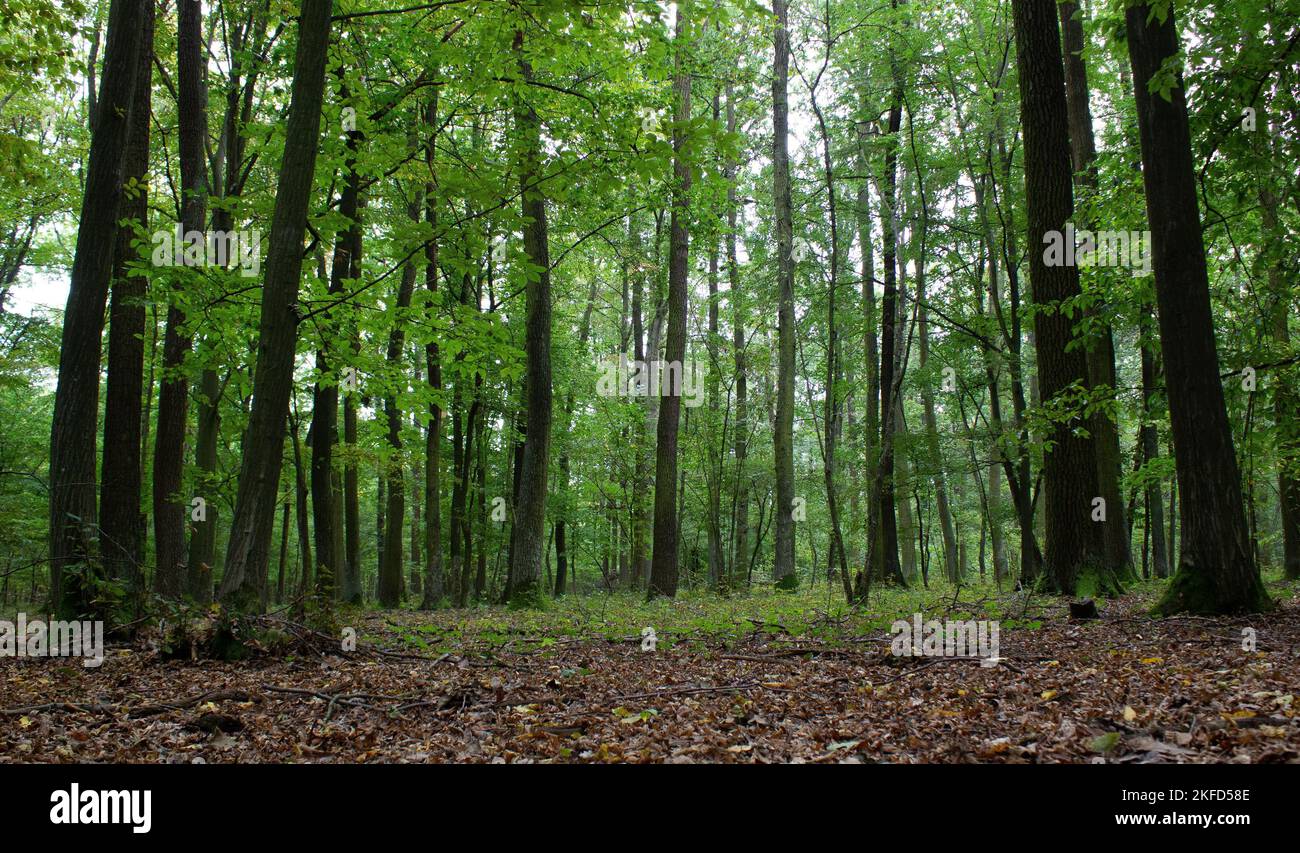 A tall tree in the forest with dried leaves on the ground Stock Photo ...