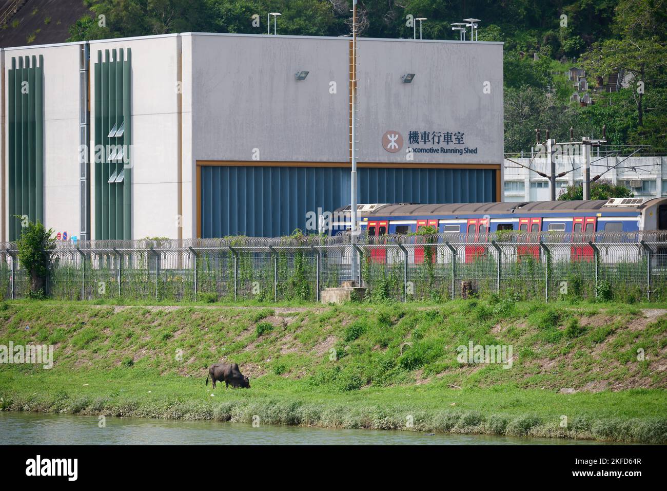 A cattle and train in the background in Lo Wu, Hong Kong Stock Photo ...