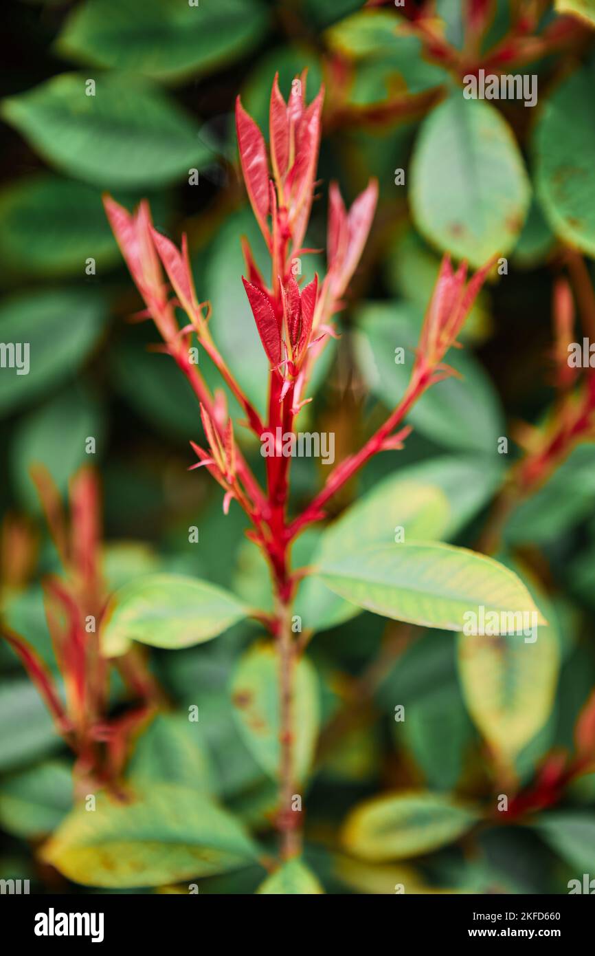 A high-angle selective focus of a Red tip Photinia plant Stock Photo ...