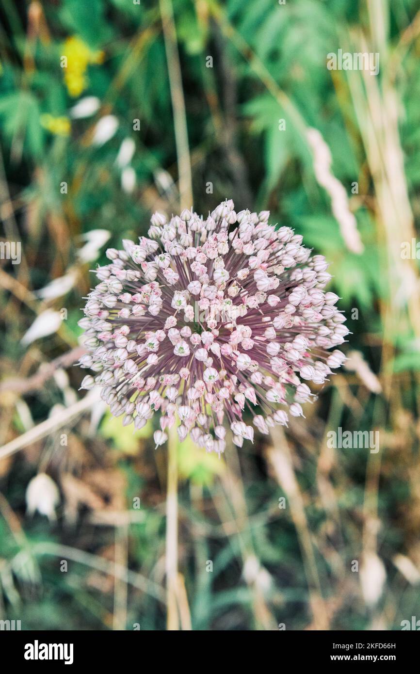 Allium polyanthum hi-res stock photography and images - Alamy