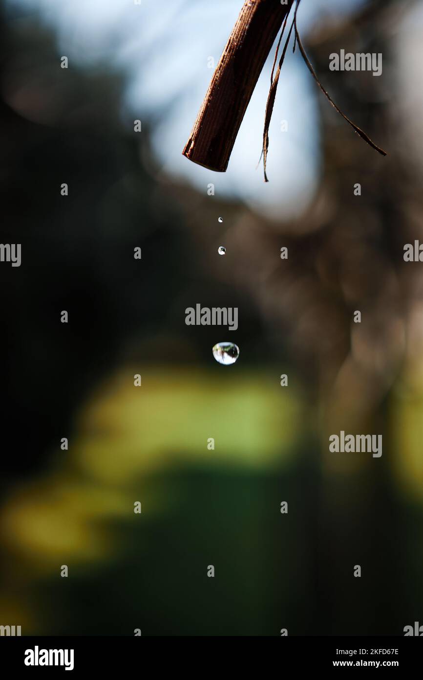 A vertical selective focus of a water droplet falling from a Bamboo ...