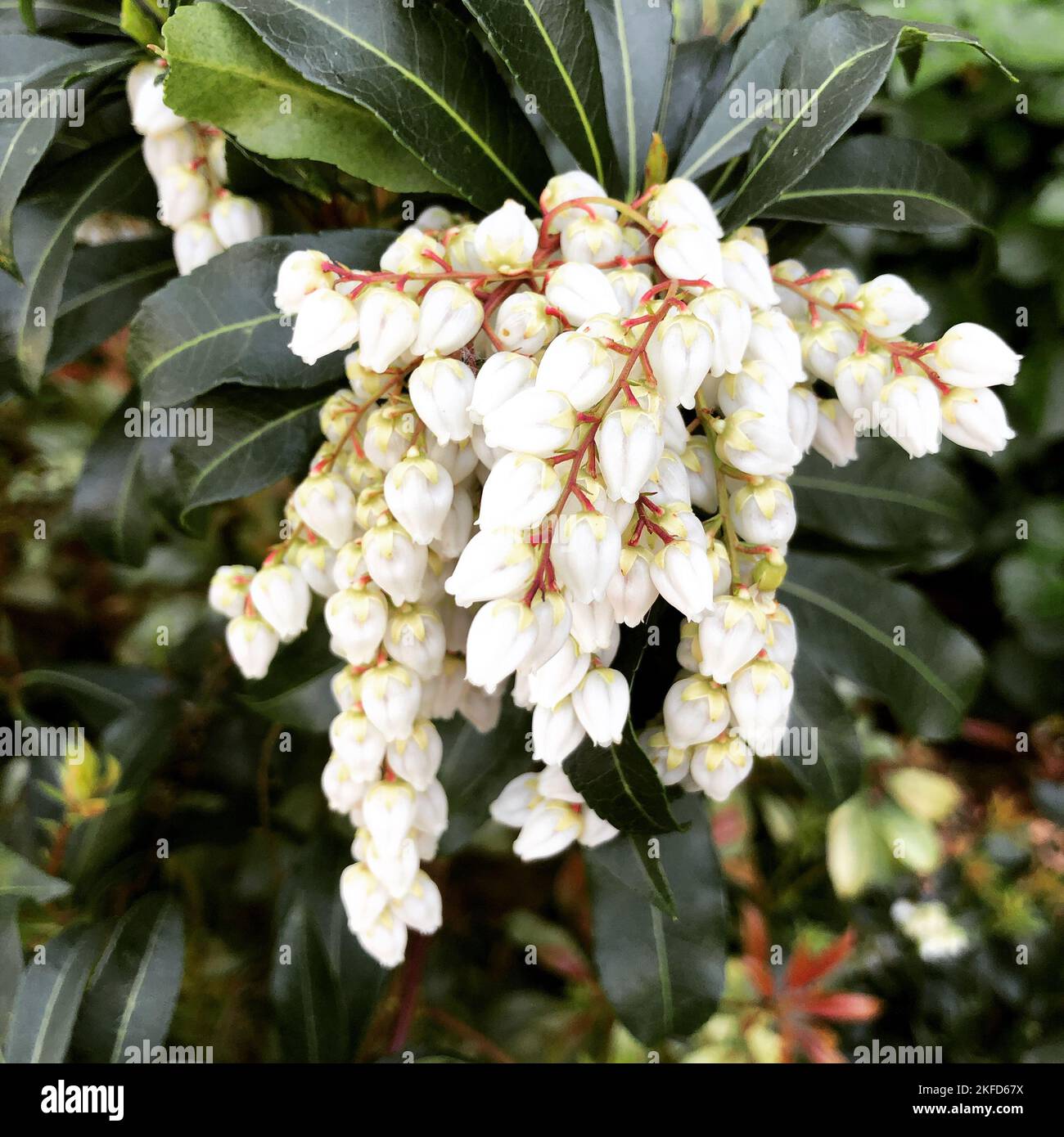 A closeup of the beautiful Japanese andromeda Stock Photo - Alamy