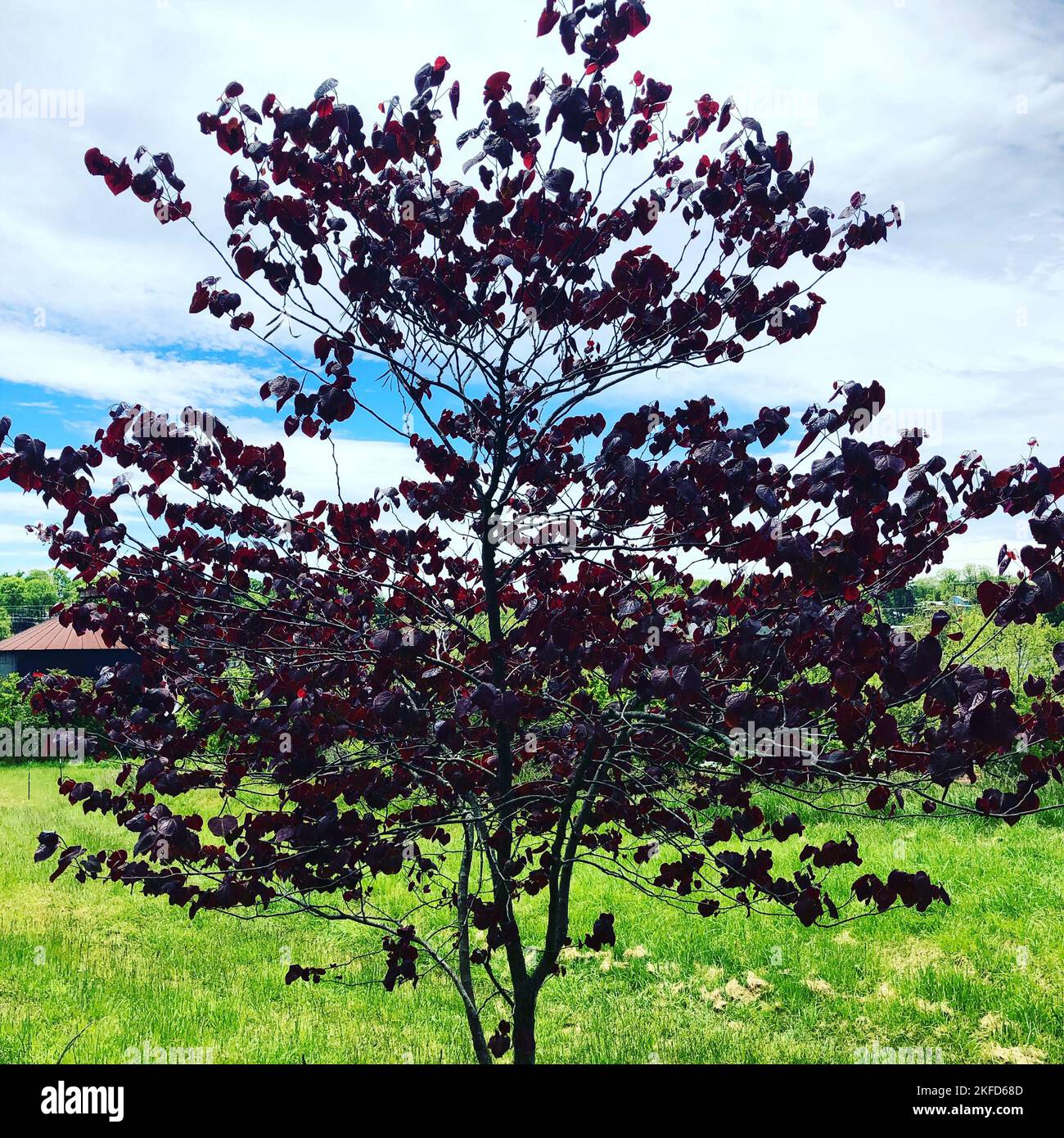 A forest pansy redbud tree in field of grass with bright blue sky Stock ...