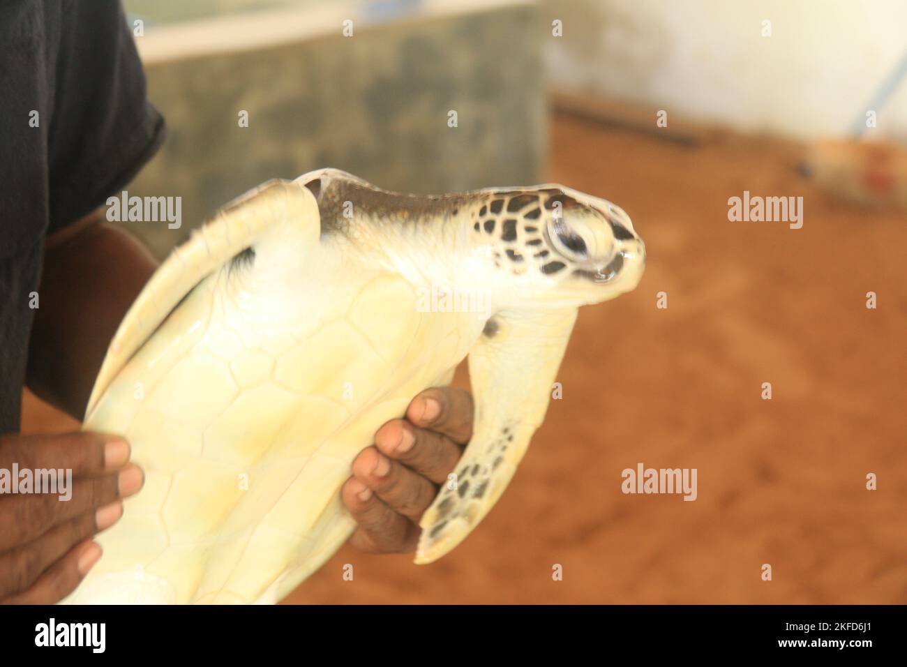 A turtle hatchery is the place where the sea turtles swim and return ...