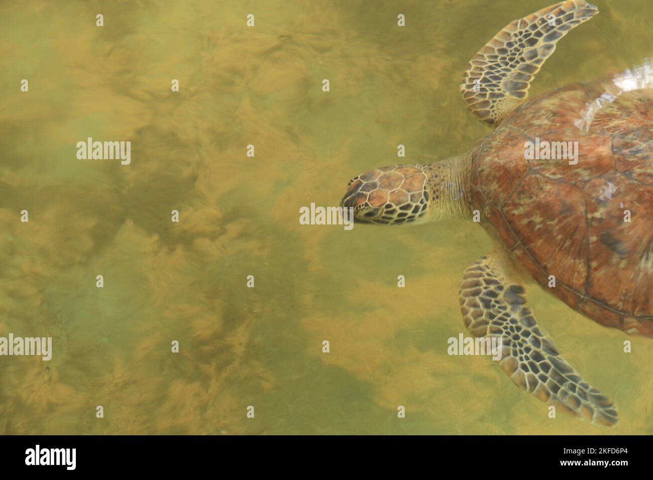 A turtle hatchery is the place where the sea turtles swim and return ...