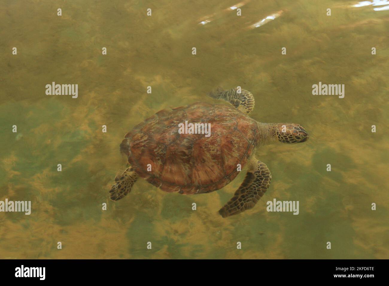 A turtle hatchery is the place where the sea turtles swim and return ...