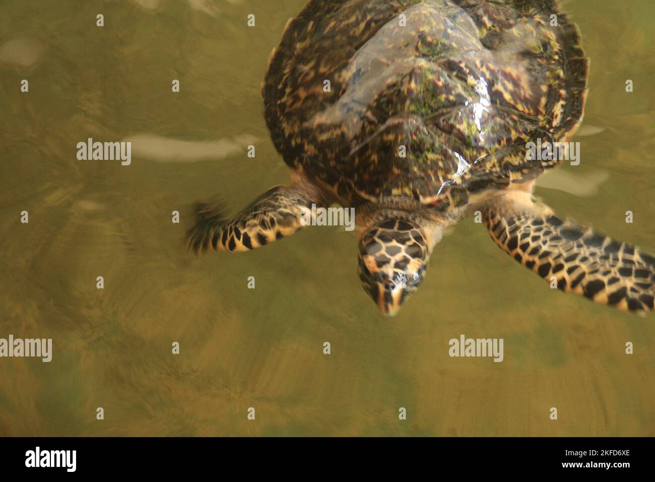 A turtle hatchery is the place where the sea turtles swim and return ...