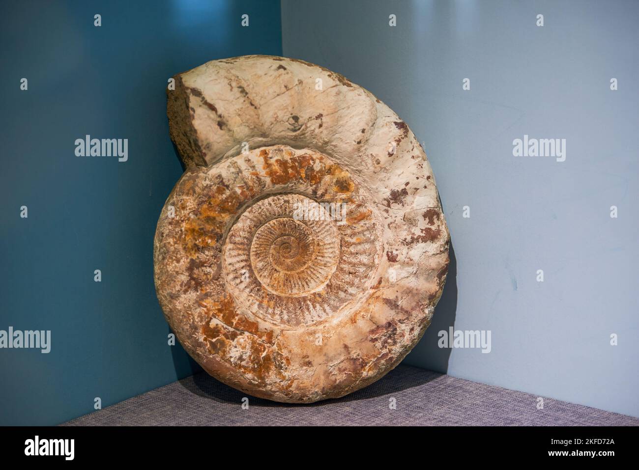 Ammonite fossil cretaceous period hi-res stock photography and images ...