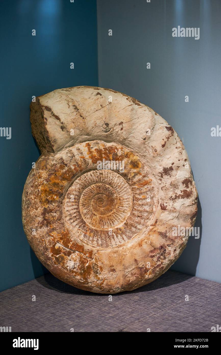 A close-up of an ancient ammonite fossil Stock Photo - Alamy