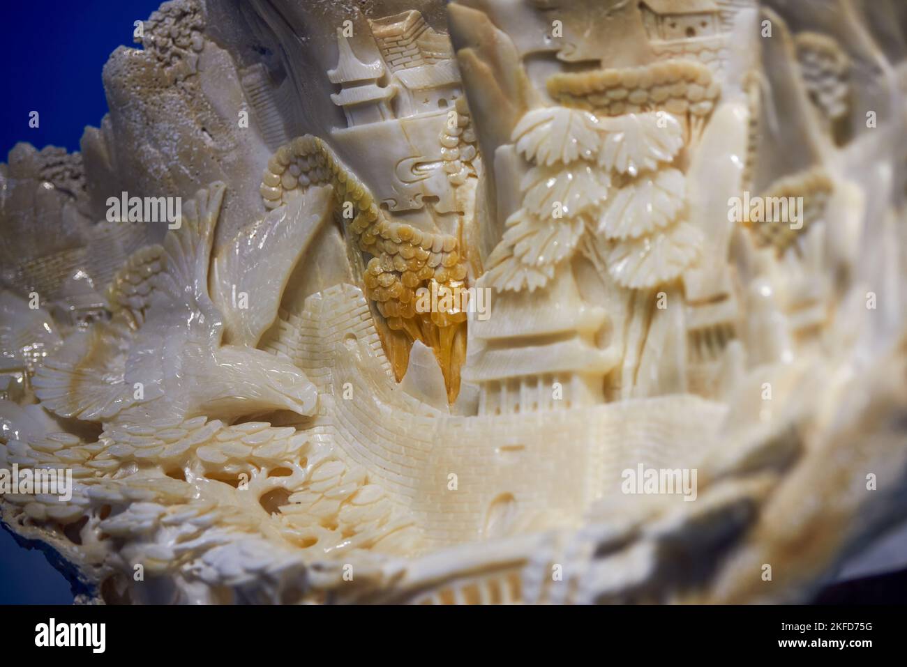Large marine shell specimens of various shapes Stock Photo - Alamy