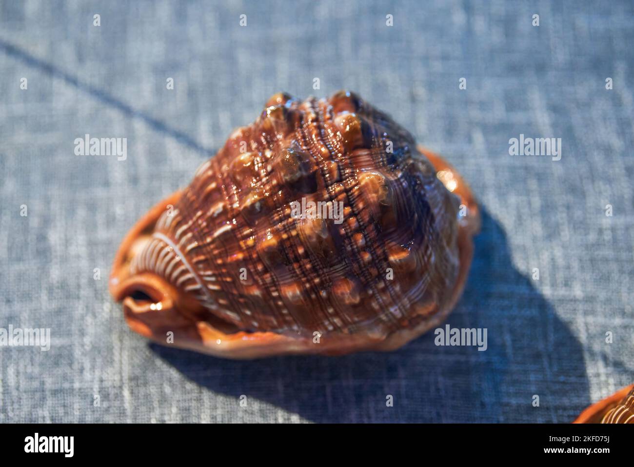 Various spiral shell specimens hi-res stock photography and images - Alamy