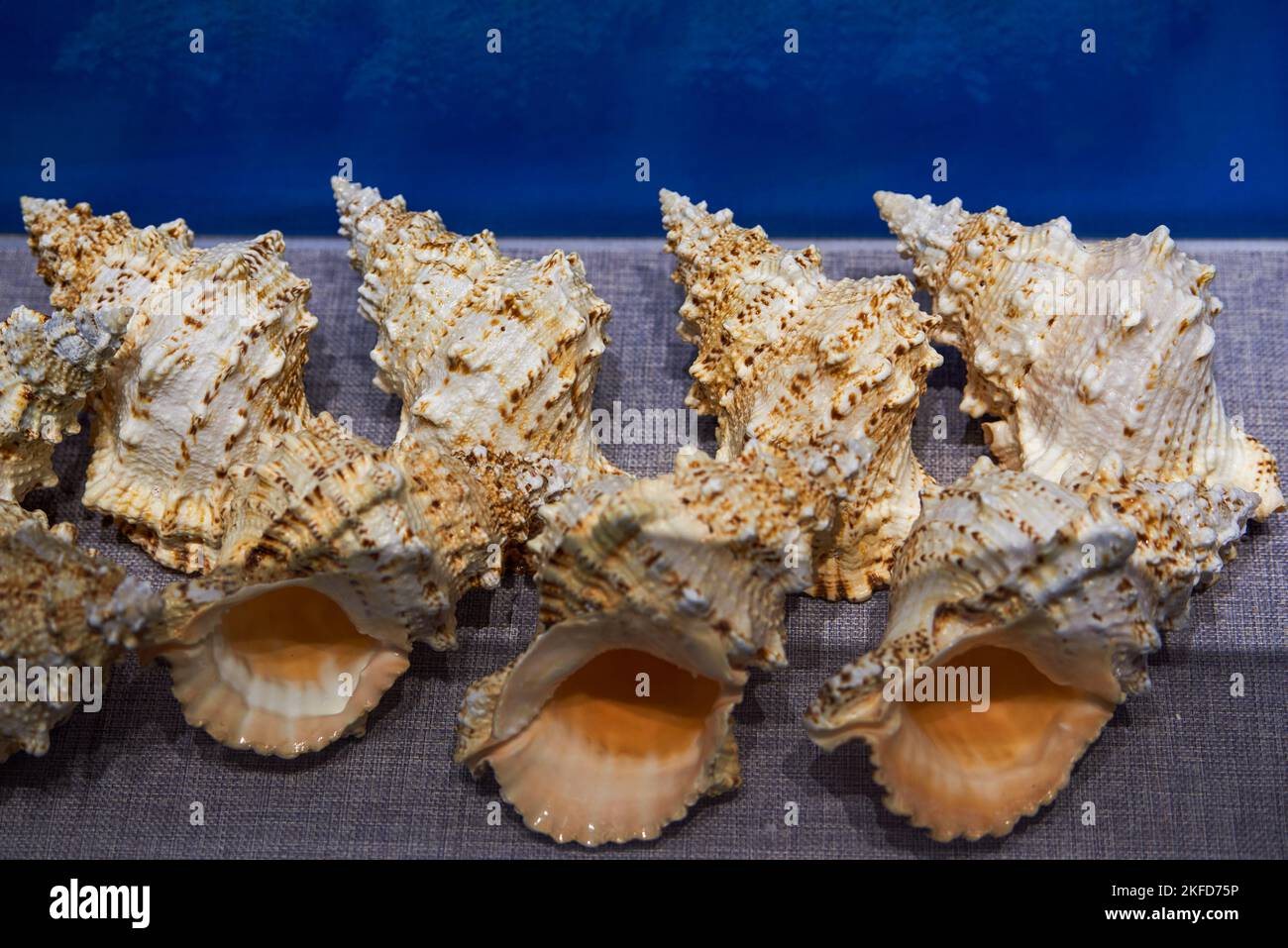 Large marine shell specimens of various shapes Stock Photo - Alamy