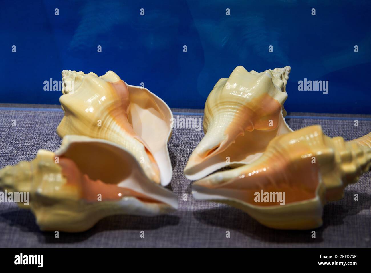 Large marine shell specimens of various shapes Stock Photo - Alamy