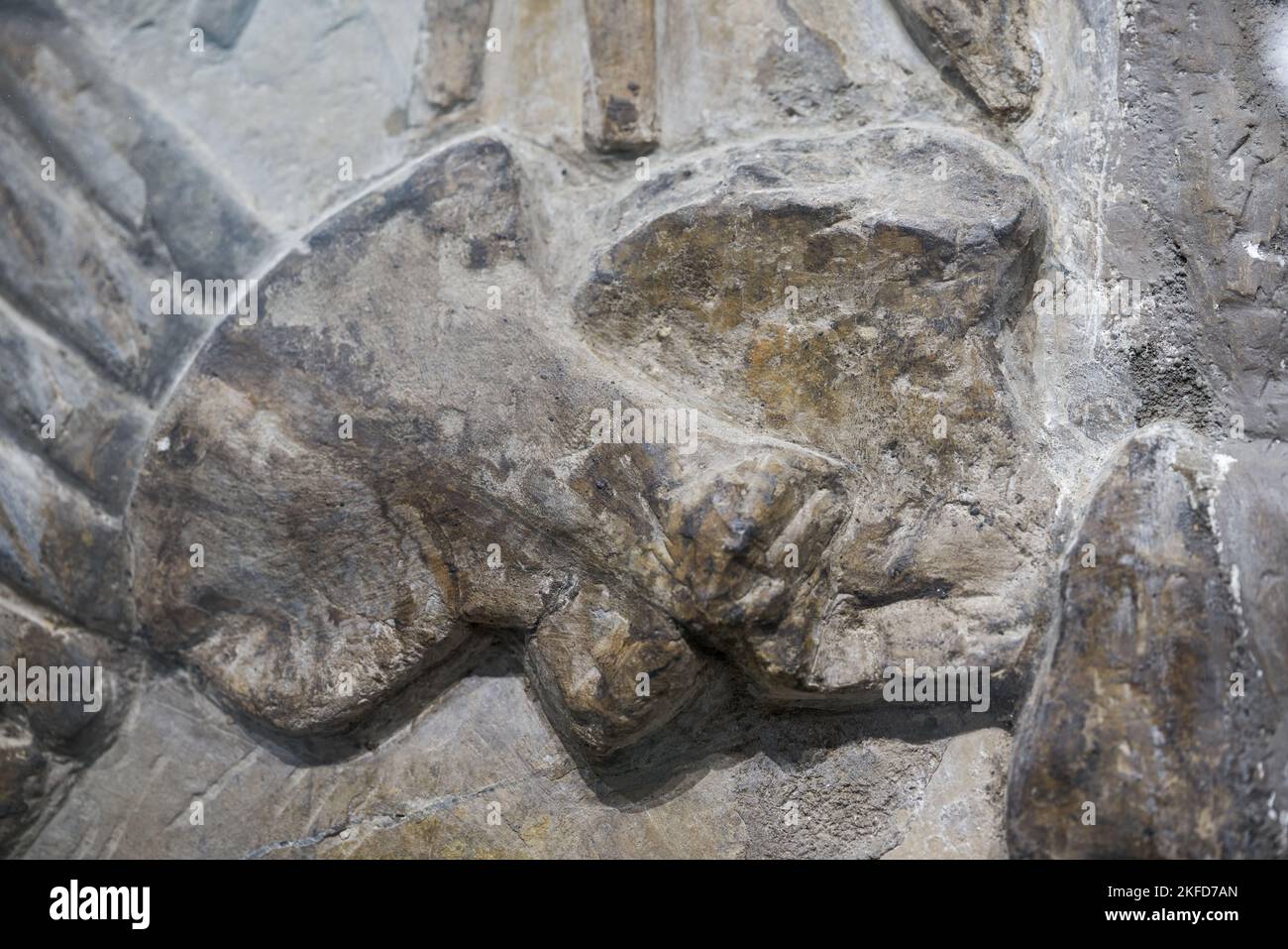 Dinosaur fossil close-up in ancient times Stock Photo - Alamy
