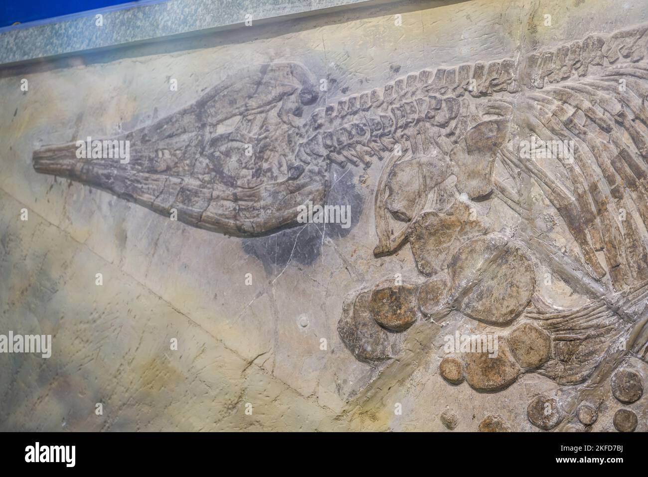Dinosaur fossil close-up in ancient times Stock Photo - Alamy