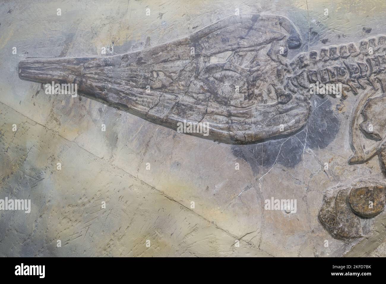 Dinosaur fossil close-up in ancient times Stock Photo - Alamy