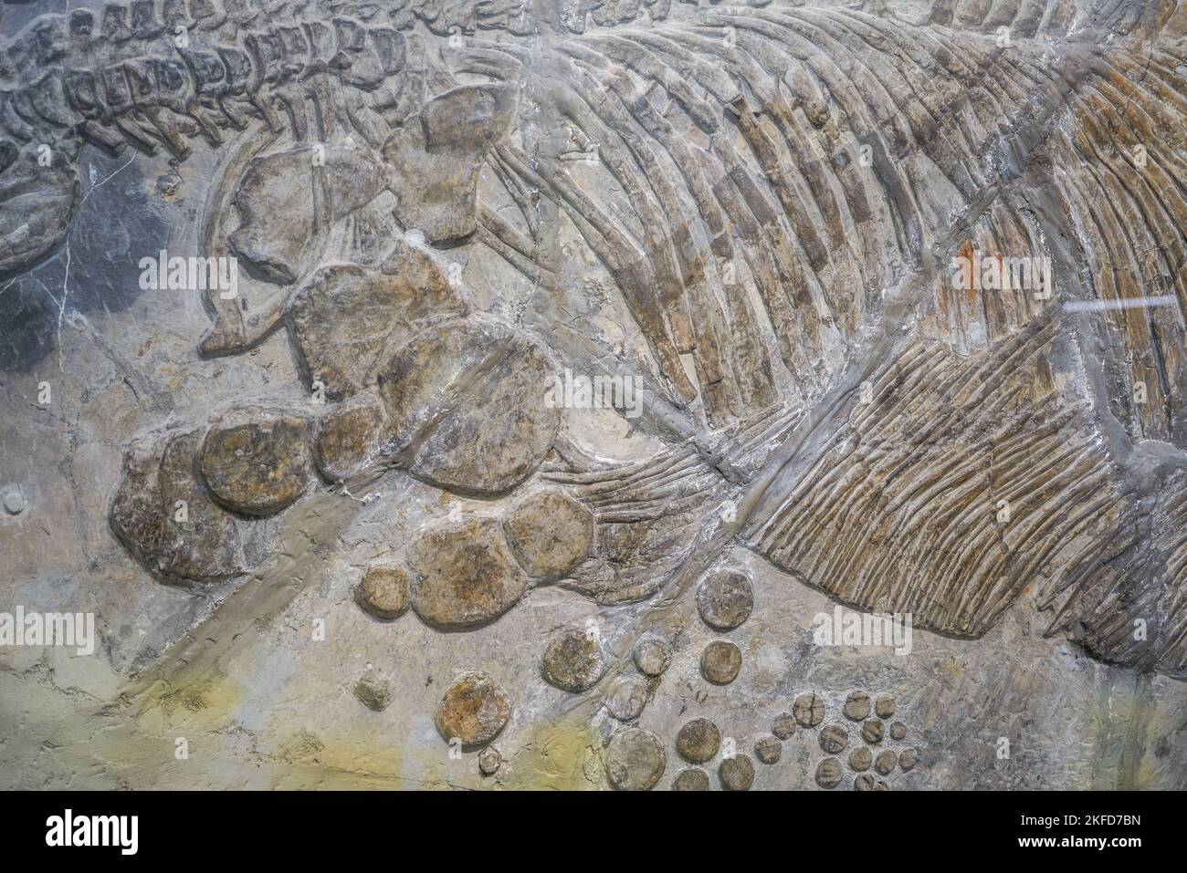 Ancient bird bones museum hi-res stock photography and images - Alamy