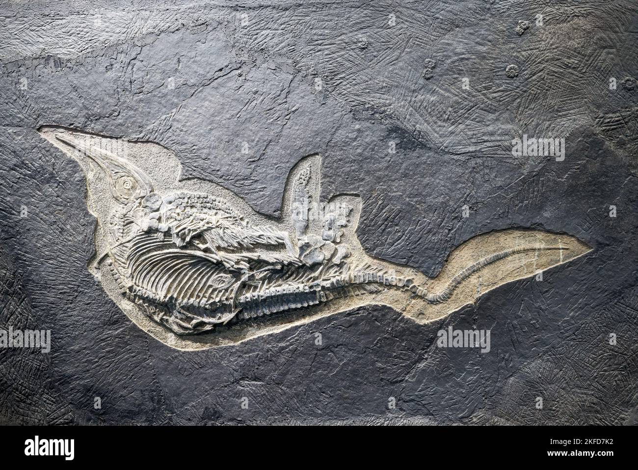 Dinosaur fossil close-up in ancient times Stock Photo - Alamy