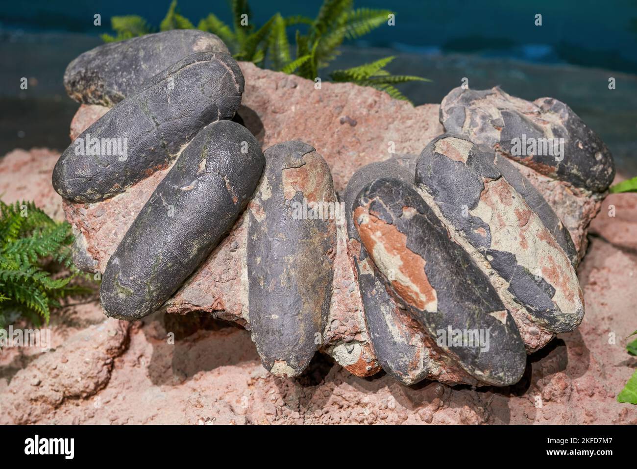 Ancient dinosaur egg fossil close-up Stock Photo - Alamy