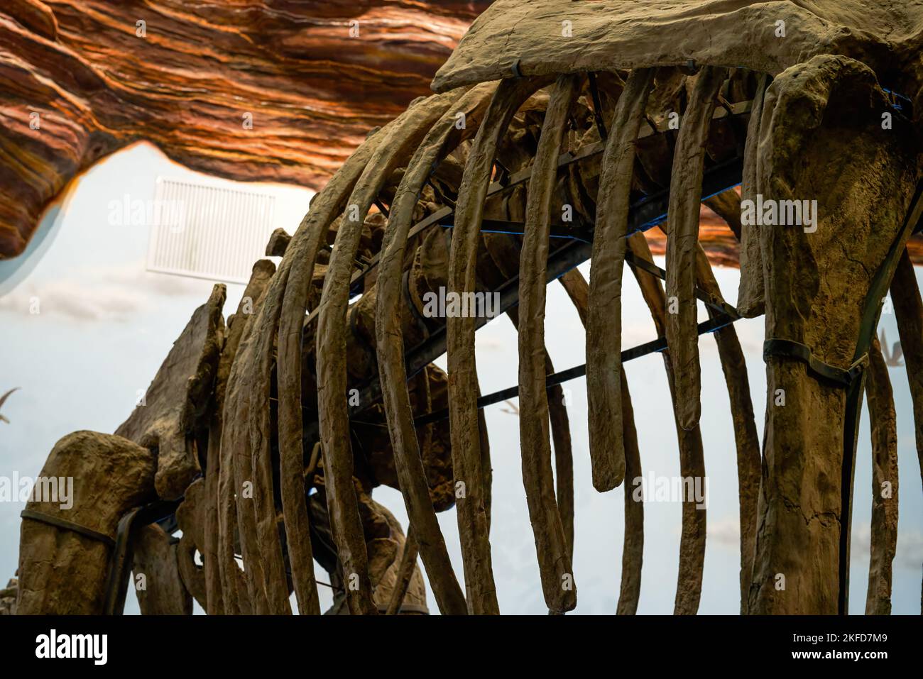 Dinosaur fossil close-up in ancient times Stock Photo - Alamy