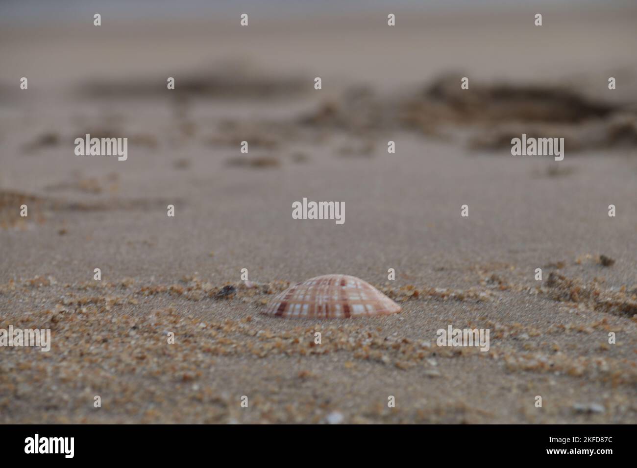 A sea shell in the beach Stock Photo - Alamy