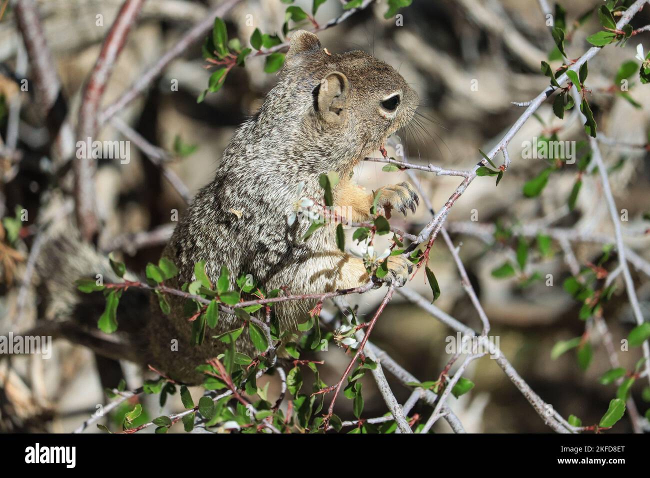 A rock squirrel hanging on to a branch. South Rim, Grand Canyon ...