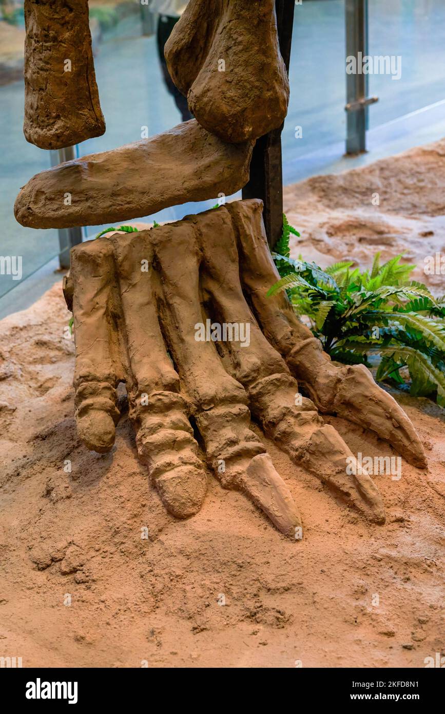 Dinosaur fossil close-up in ancient times Stock Photo - Alamy