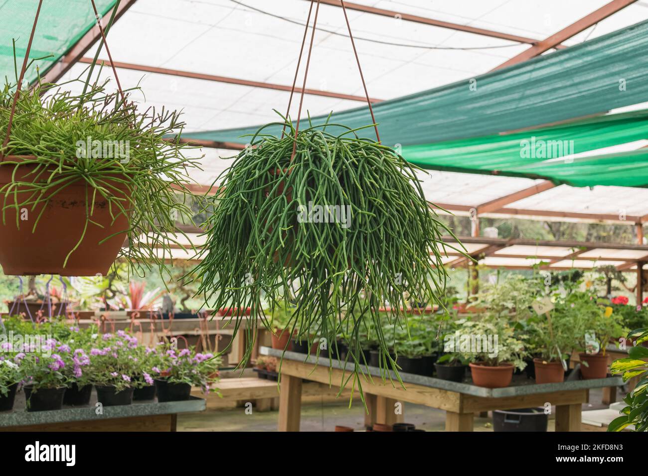 rhipsalis baccifera or spaghetti cactus hanging plant growing in an ...