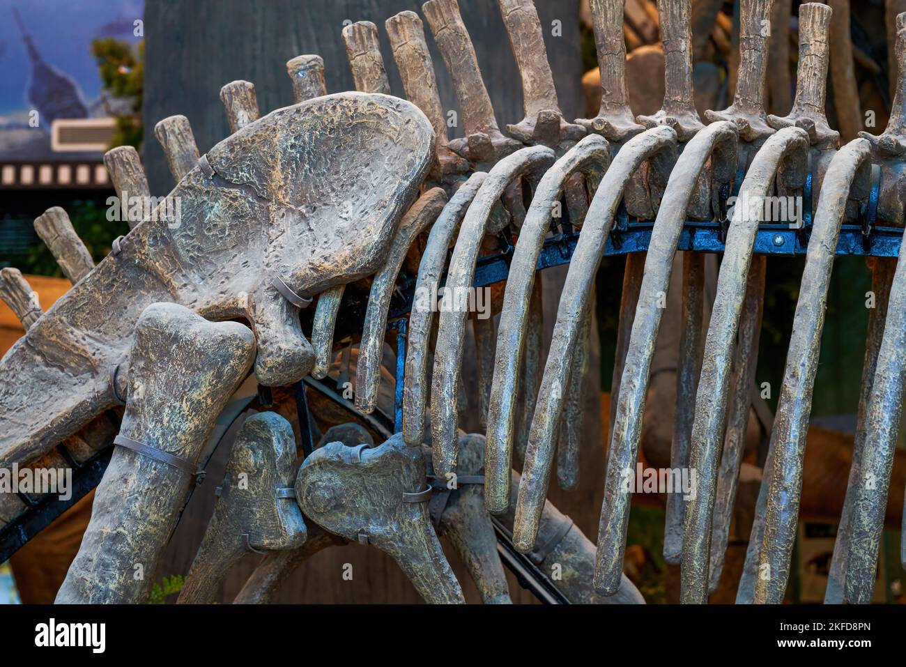 Dinosaur fossil close-up in ancient times Stock Photo - Alamy