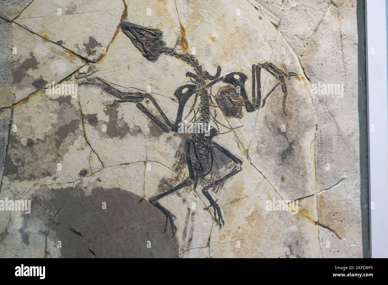 Dinosaur fossil close-up in ancient times Stock Photo - Alamy