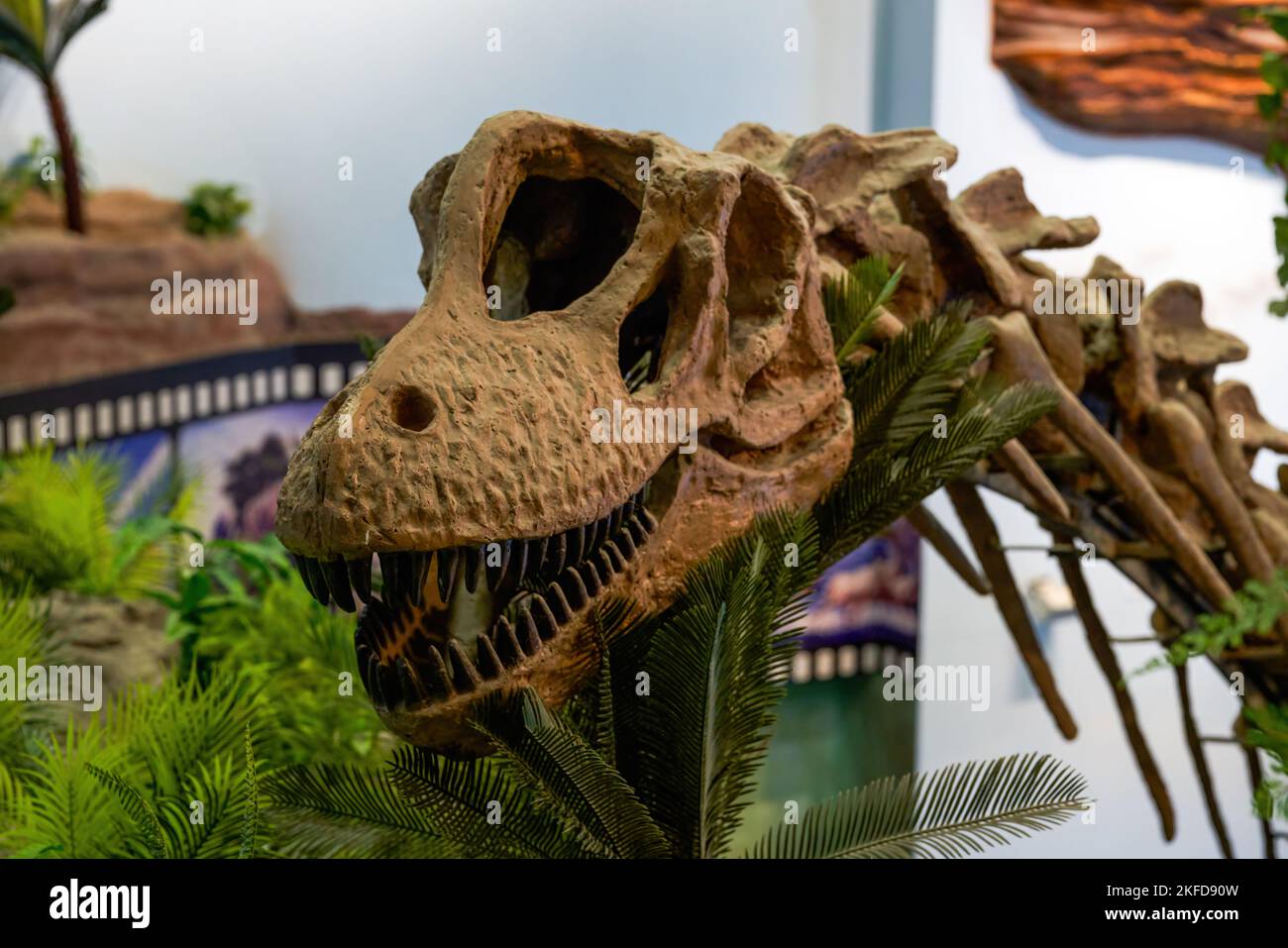Dinosaur fossil close-up in ancient times Stock Photo - Alamy