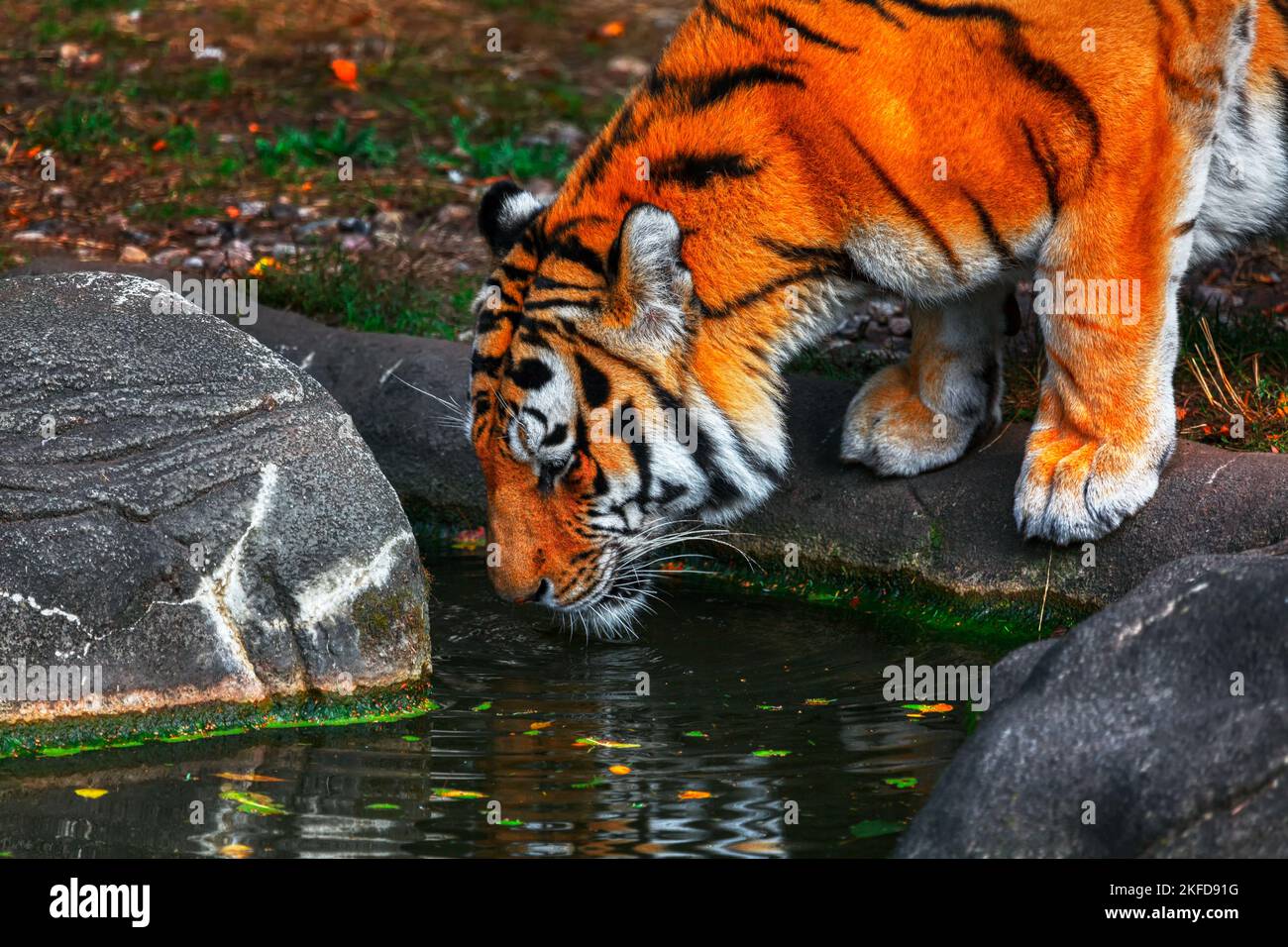 Tiger drinking water . Wild animal at the river shore Stock Photo - Alamy