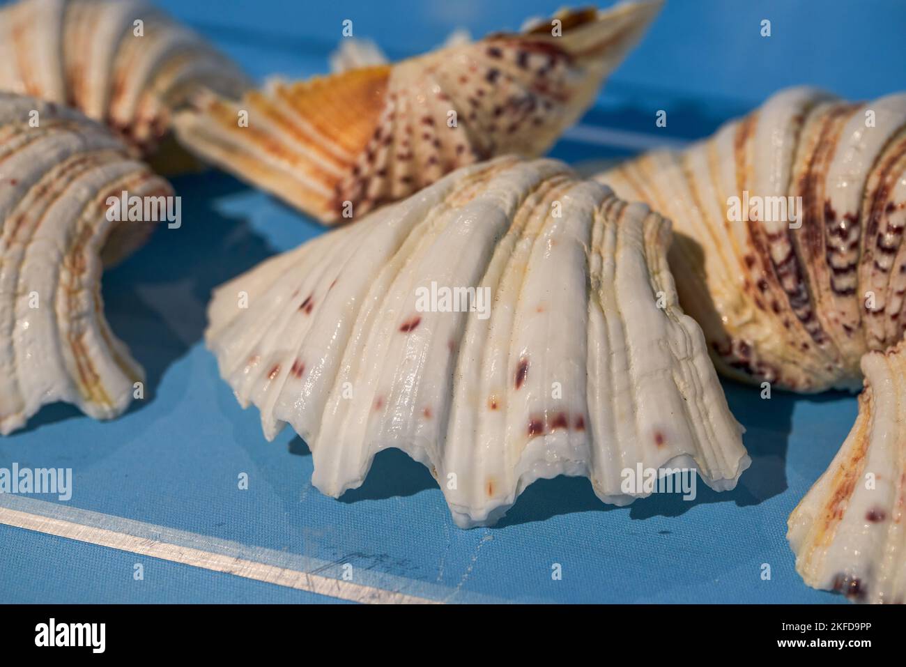 Conch specimens of large marine shells in various shapes Stock Photo ...